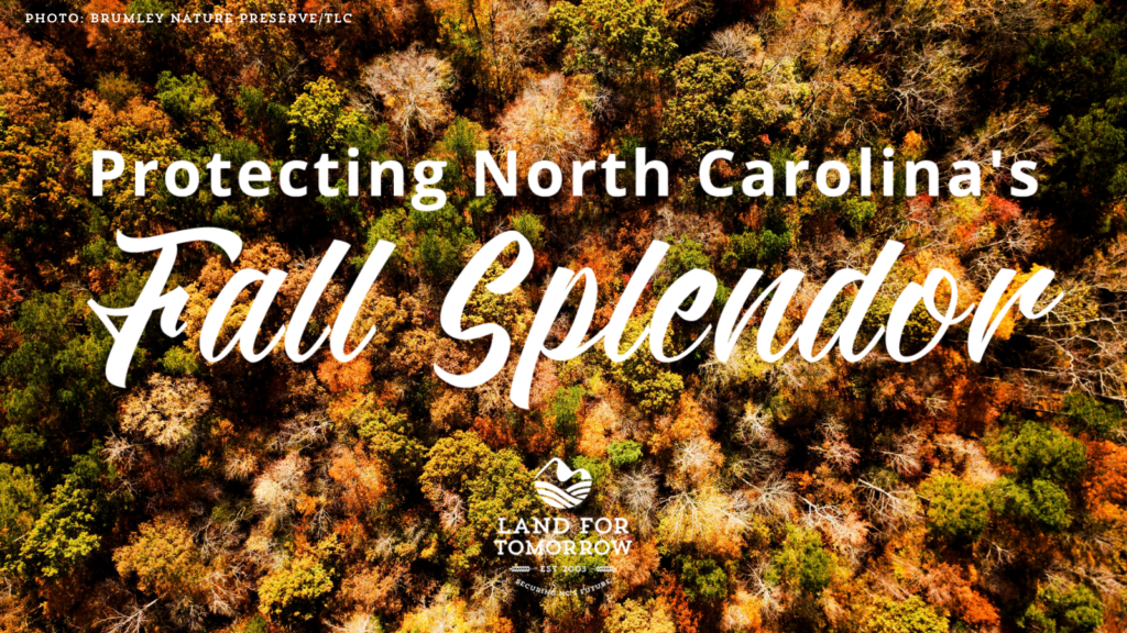 Protecting North Carolina's Fall Splendor - Land for Tomorrow